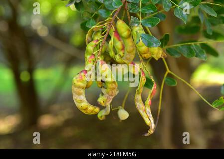 Tara (Caesalpinia spinosa Stock Photo - Alamy