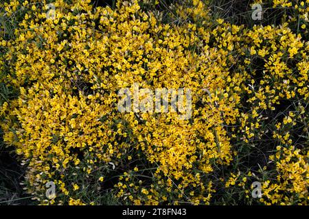 Cambron (Genista pumila rigidissima) is a spiny shrub native to center ...