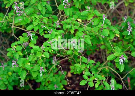 Pink sage (Ocimum labiatum or Orthosiphon labiatus) is an ornamental ...