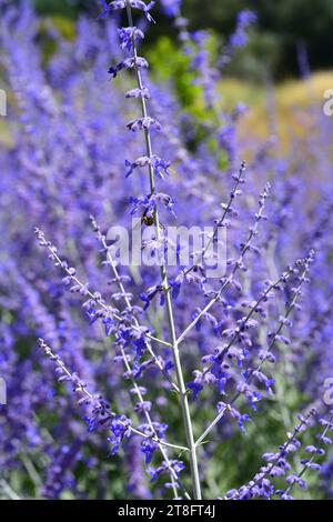 Russian sage (Perovskia atripicifolia or Salvia yangii) is a medicinal ...