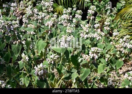 Morocco sage (Phlomis maroccana or Phlomis bovei maroccana) is an ...
