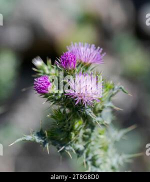 Slender-flower thistle (Carduus tenuiflorus) in flower. Photographed in ...