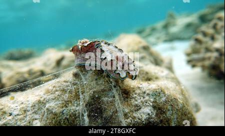 Beautiful coral reefs and Red Sea koral gardens Stock Photo - Alamy