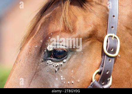 28.08.2023, Vogelsdorf, Brandenburg, GER - Detailaufnahme: Warzen an ...