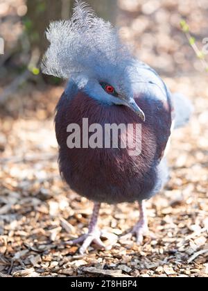Sclater Crowned pigeon (Goura sclaterii) relaxing on a ledge at Bird ...