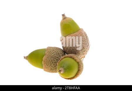 holm oak acorn isolated on white background Stock Photo - Alamy