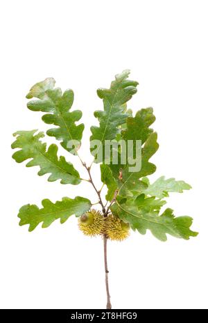 austrian oak tree isolated on white background Stock Photo - Alamy