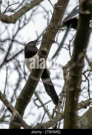 A clever and inquisitive Eurasian Magpie, its distinctive black and ...