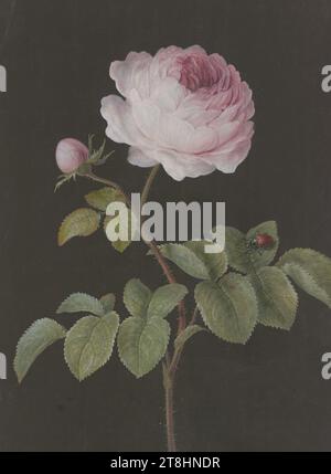 Barbara Regina Dietzsch - Rose with Beetle Stock Photo - Alamy