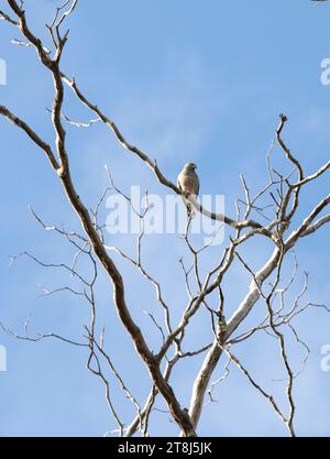 A photo of roadside hawk on tree in Mexico Stock Photo - Alamy