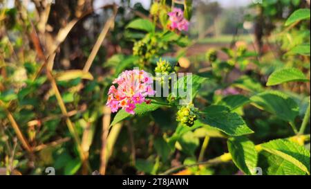 Pink Lantana camara flowers blooming Stock Photo - Alamy