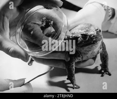 Bufo marinus 'Cane toad' - Psychoactive Toad Stock Photo - Alamy