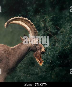 Siberian ibex (Capra sibirica) male, Altai Mountains, Gobi Desert ...