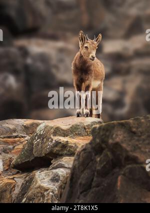 A Asian ibex (Capra sibirica) kid, also known using regionalized names ...