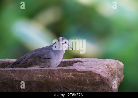 Picui Ground Dove (Columbina picui Stock Photo - Alamy