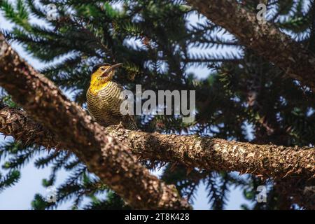 Campo Flicker Bird of the species Colaptes campestris Stock Photo - Alamy