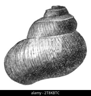 Valvata utahensis shell 3 Stock Photo - Alamy