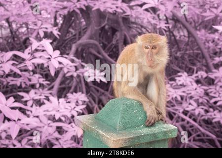 infrared image of the macaque monkey activities at the mangrove forest ...