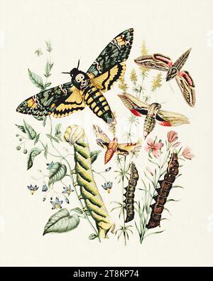 Digital watercolor butterflies on rustic beige background. Elegant and ...