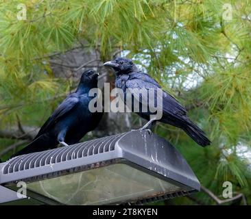 Black crows and corvids sitting on branch with blue sky background in ...