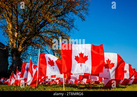 many Canadian flags waving on the ground, celebrating Remembrance Day ...