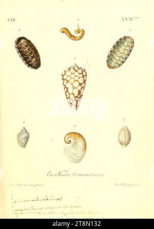 . Vergnügen der Augen und des Gemüths : in Vorstellung einer ...