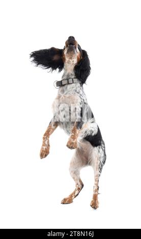 Cute cocker spaniel jumping on purple background Stock Photo - Alamy