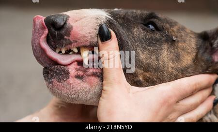 The owner holds the muzzle of a bull terrier showing teeth on a walk ...