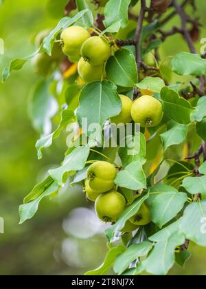 Yellow wild apples ripen on a branch. The Fruit Harvest. Autumn. Soft ...