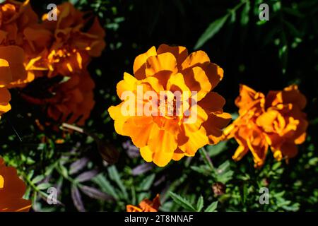 One vivid tagete or African marigold flower in a a garden in a sunny ...