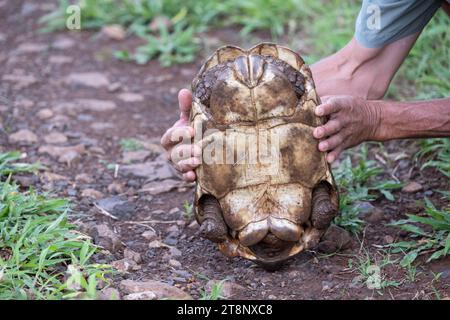 The underside of a leopard tortoise (Stigmochelys pardalis Stock Photo ...