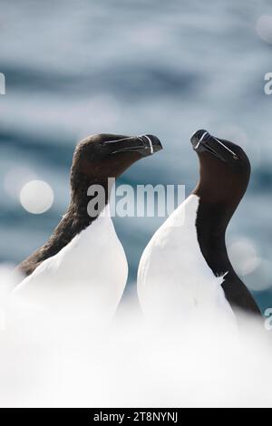 Razorbill (Alca torda), in the snow, Hornoya, Hornoya, Varangerfjord ...