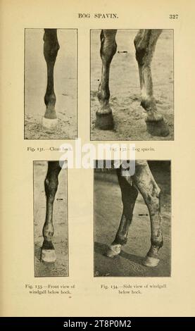 Veterinary notes for horse owners (Page 758 Stock Photo - Alamy