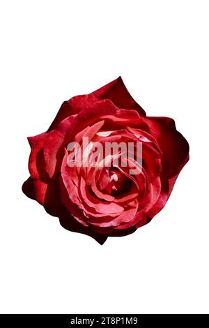 Red Rose flowers for the holiday, bokeh, macro, floral background ...