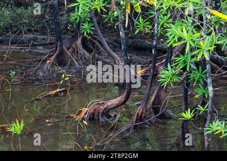 Mangrove forest, Ensenada de Utria, El Valle, Colombia Stock Photo - Alamy