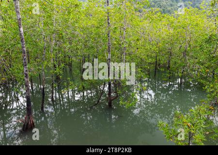 Mangrove forest, Ensenada de Utria, El Valle, Colombia Stock Photo - Alamy