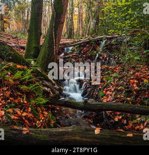 Meandering streams and small waterfalls through autumn woodland on the ...