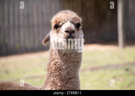 alpaca are slender bodied animals with long legs and neck and small ...