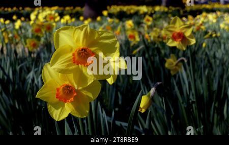 Daffodils, Narcissus is a genus of predominantly spring perennial ...
