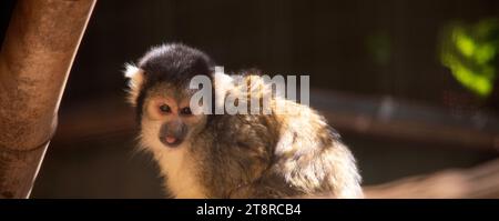 The Bolivian Squirrel Monkey has a small, cream face with a black nose ...