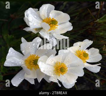 Mt Cook Lily, Mountain Lily (Ranunculus lyallii) New Zealand Stock ...