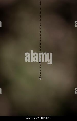 cute cat thumbi water drops wine Stock Photo - Alamy