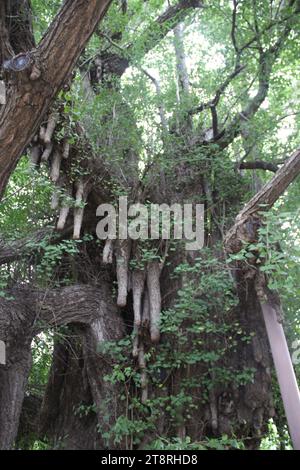 Chiba-dera Temple Ginkgo Tree, Planted 709 AD, Shingon Buzan Sect of ...