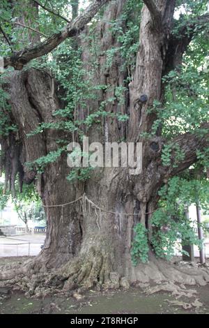 Chiba-dera Temple Ginkgo Tree, Planted 709 AD, Shingon Buzan Sect of ...