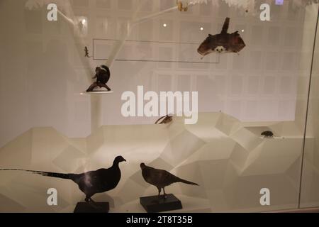 National Taiwan Museum: Taiwan Fauna, Taipei, Taiwan Stock Photo - Alamy