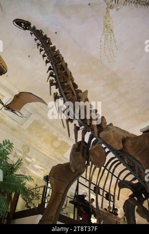 Huanghetitan Skeleton, Land Bank Exhibition Hall, National Taiwan ...