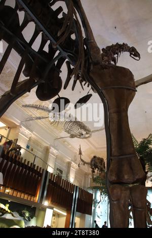 Huanghetitan Skeleton, Land Bank Exhibition Hall, National Taiwan ...