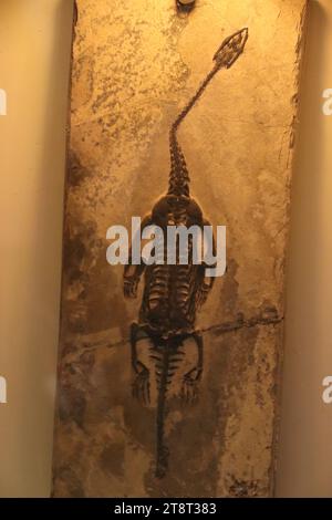 Plesiosaurus Skeleton, Land Bank Exhibition Hall, National Taiwan ...