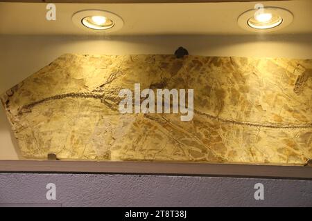 Plesiosaurus Skeleton, Land Bank Exhibition Hall, National Taiwan ...