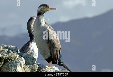 The spotted shag is a medium-sized, grey-blue marine shag with a long ...